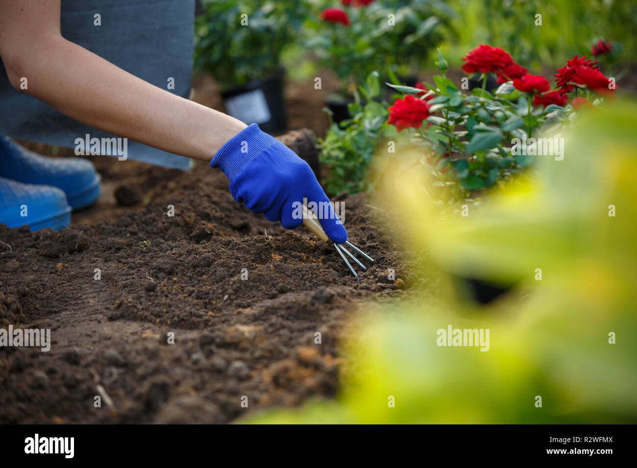 Photo of hands of agronomist planting red roses in garden on summer day ...