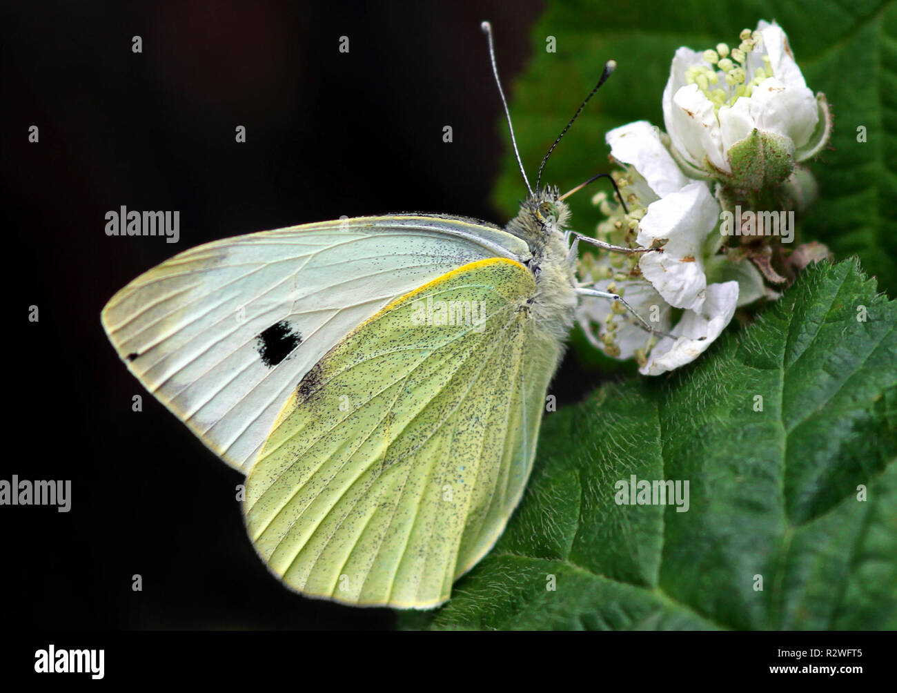small white [pieris rapae] Stock Photo - Alamy