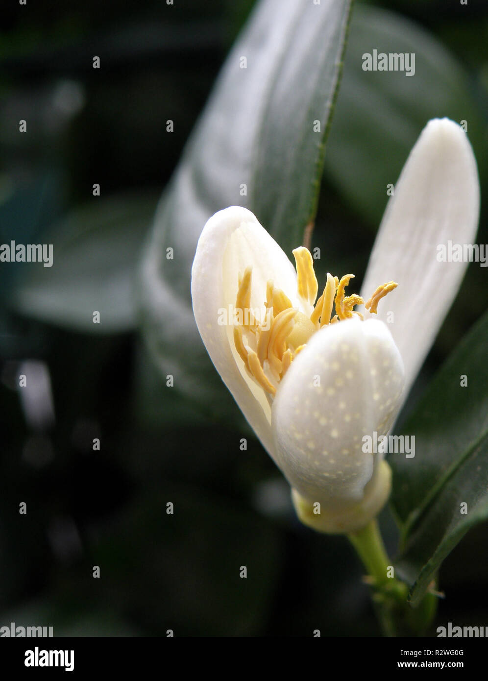 flowering of a lemon tree Stock Photo - Alamy