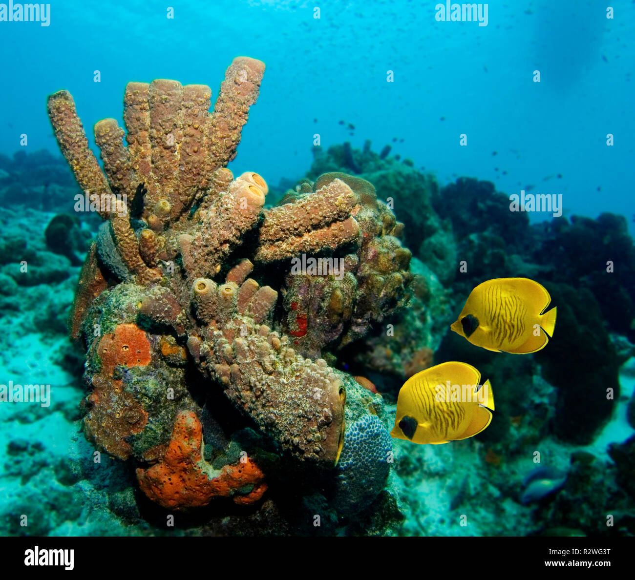 Blue and yellow snorkel pipe hi-res stock photography and images - Alamy