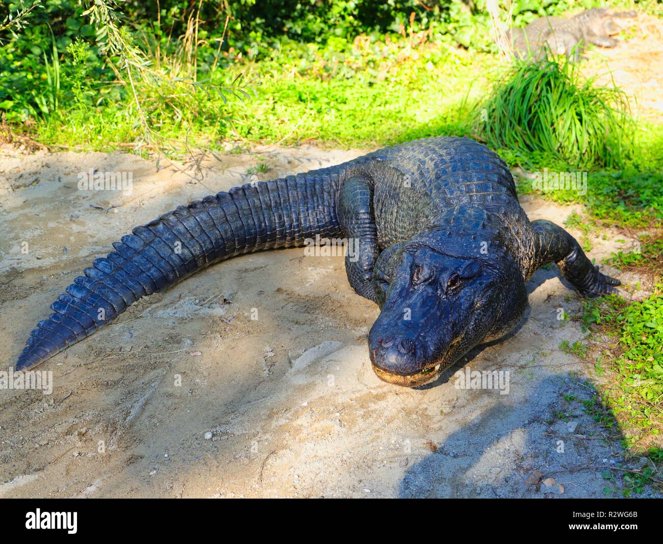Green Alligator Skin Sun Burn