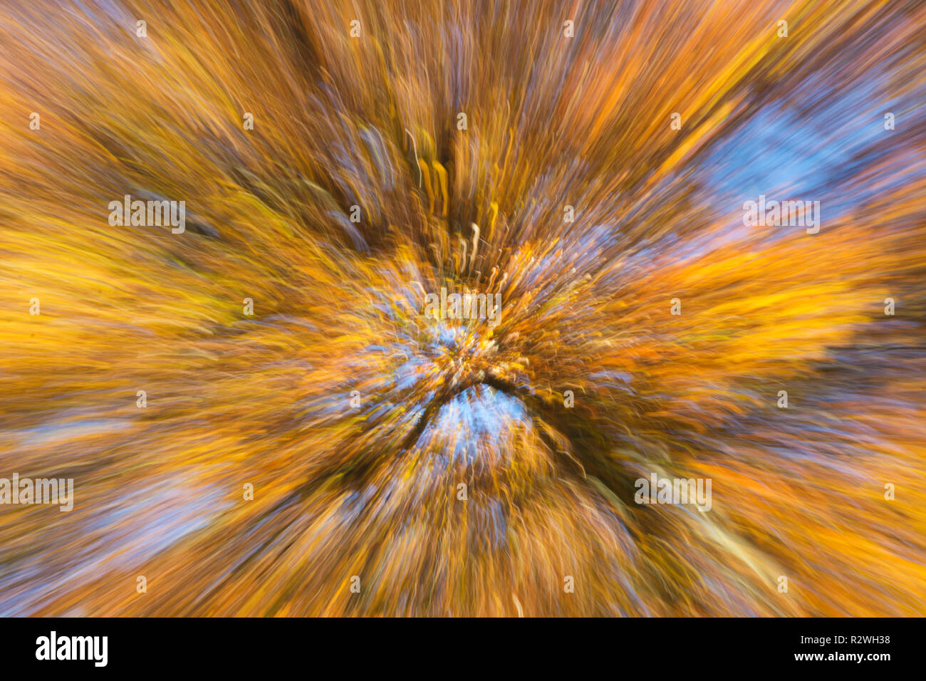 Artistic view on a beautiful tree with branches full of exploding ...