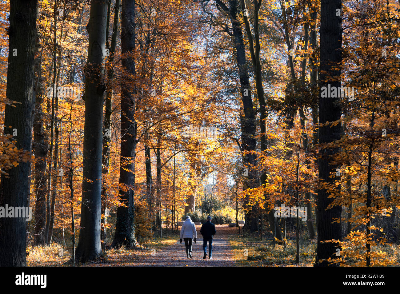 A wonderful autumn forest landscape in the Netherlands. Near the city ...