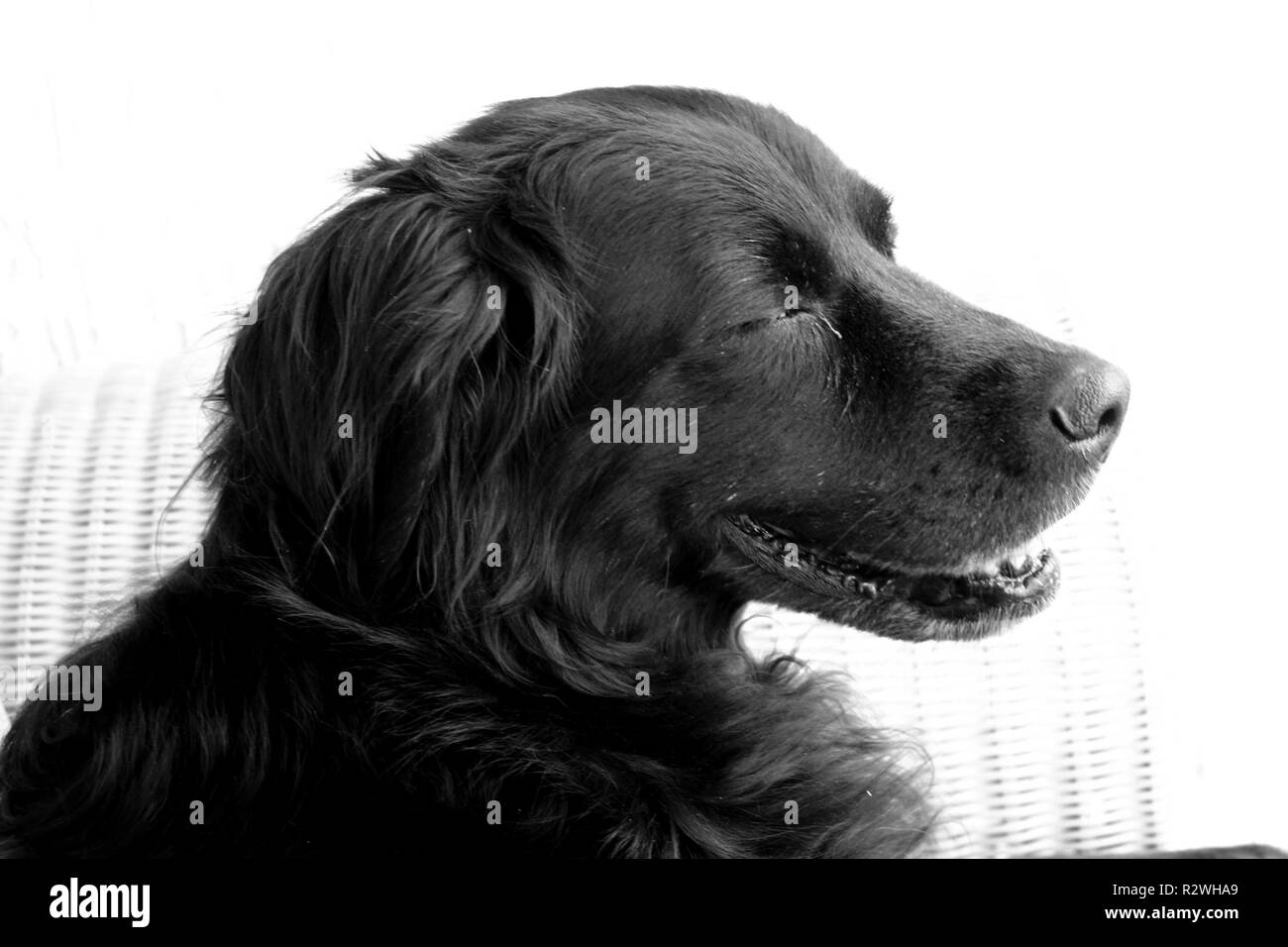 Hund senior Black and White Stock Photos & Images - Alamy