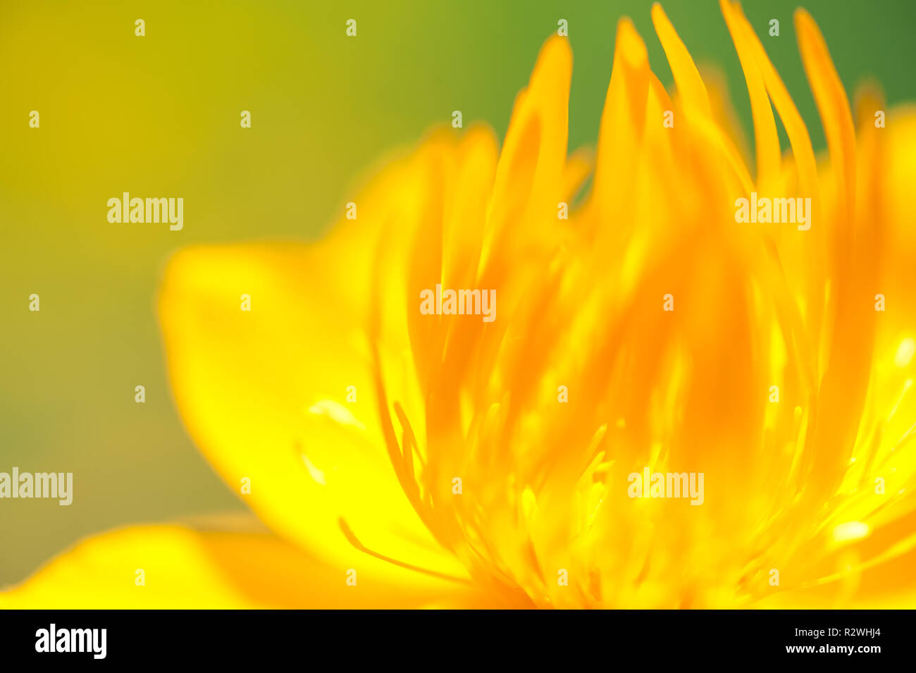 yellow flower blossom Stock Photo - Alamy