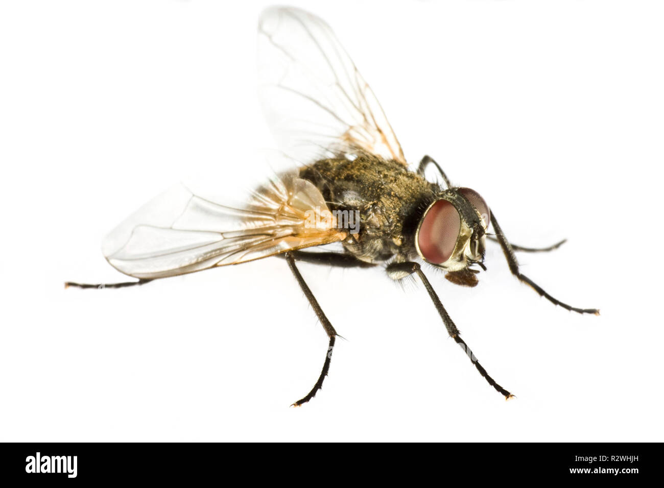 Horse bot fly hi-res stock photography and images - Alamy