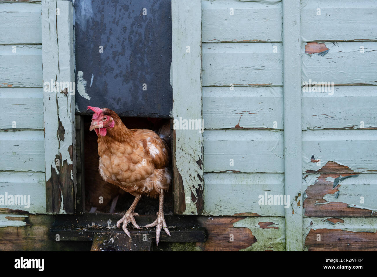 The hen house hi-res stock photography and images - Alamy