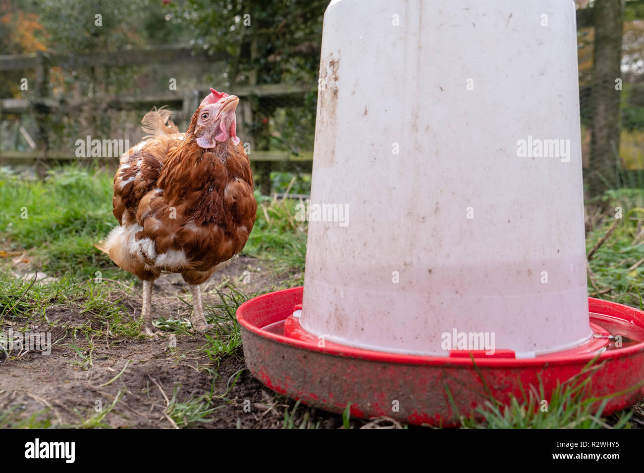 Chicken drinking water hi-res stock photography and images - Alamy