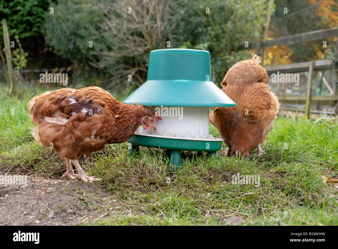 Retired battery hen enjoying feeding in the fresh air in her new home ...