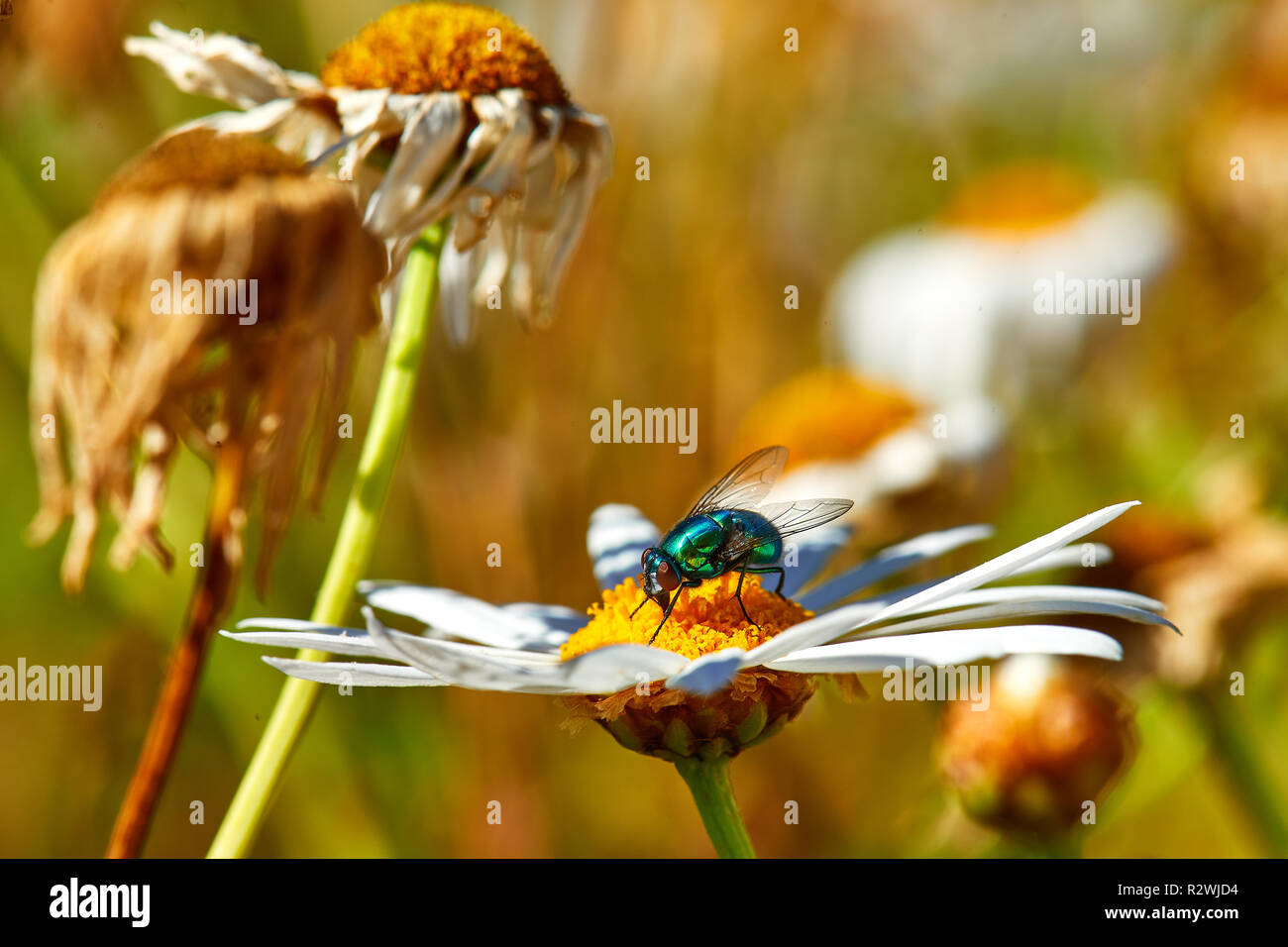 Blue karoo daisy hi-res stock photography and images - Alamy