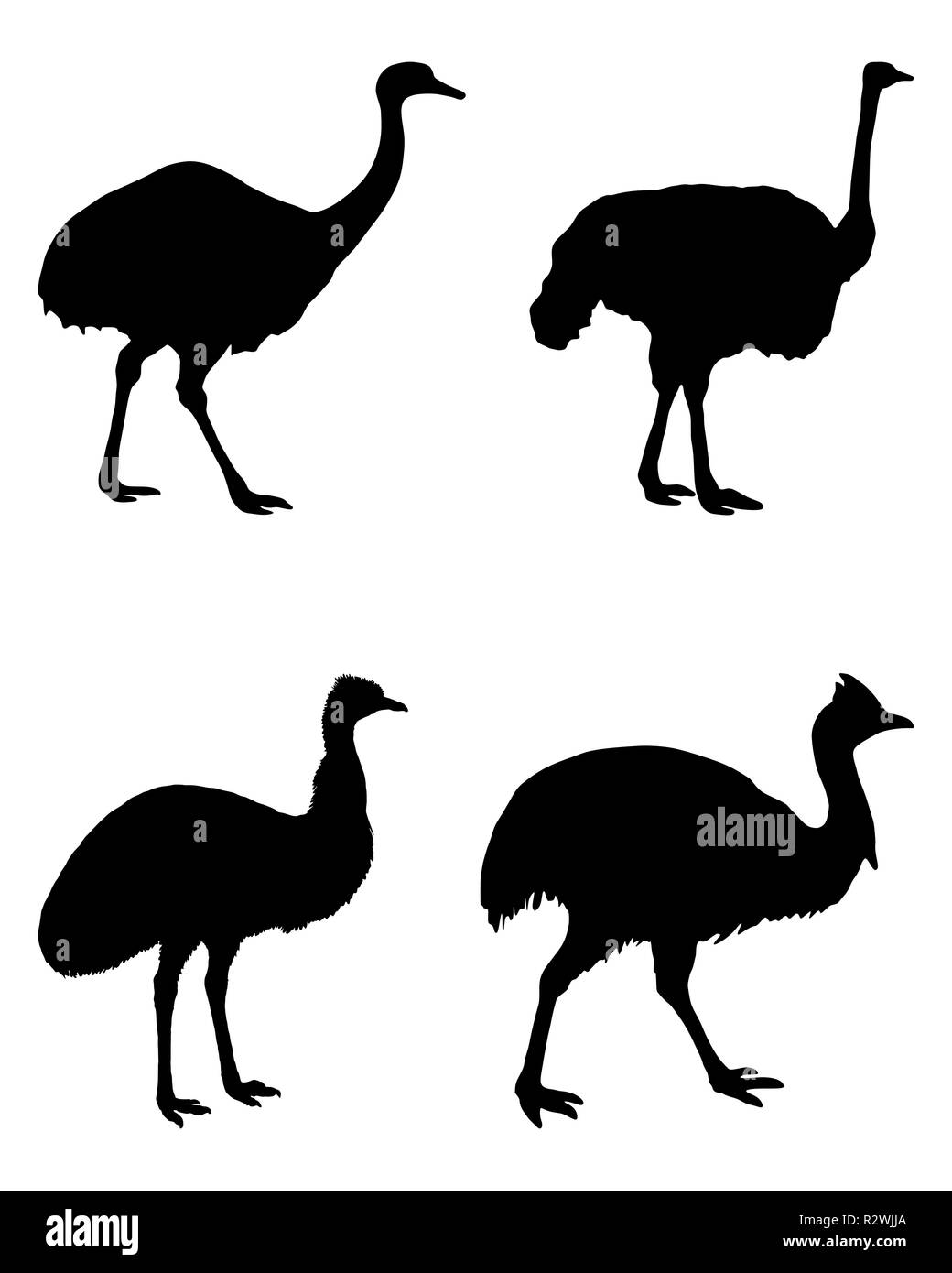 Ratites hi-res stock photography and images - Alamy