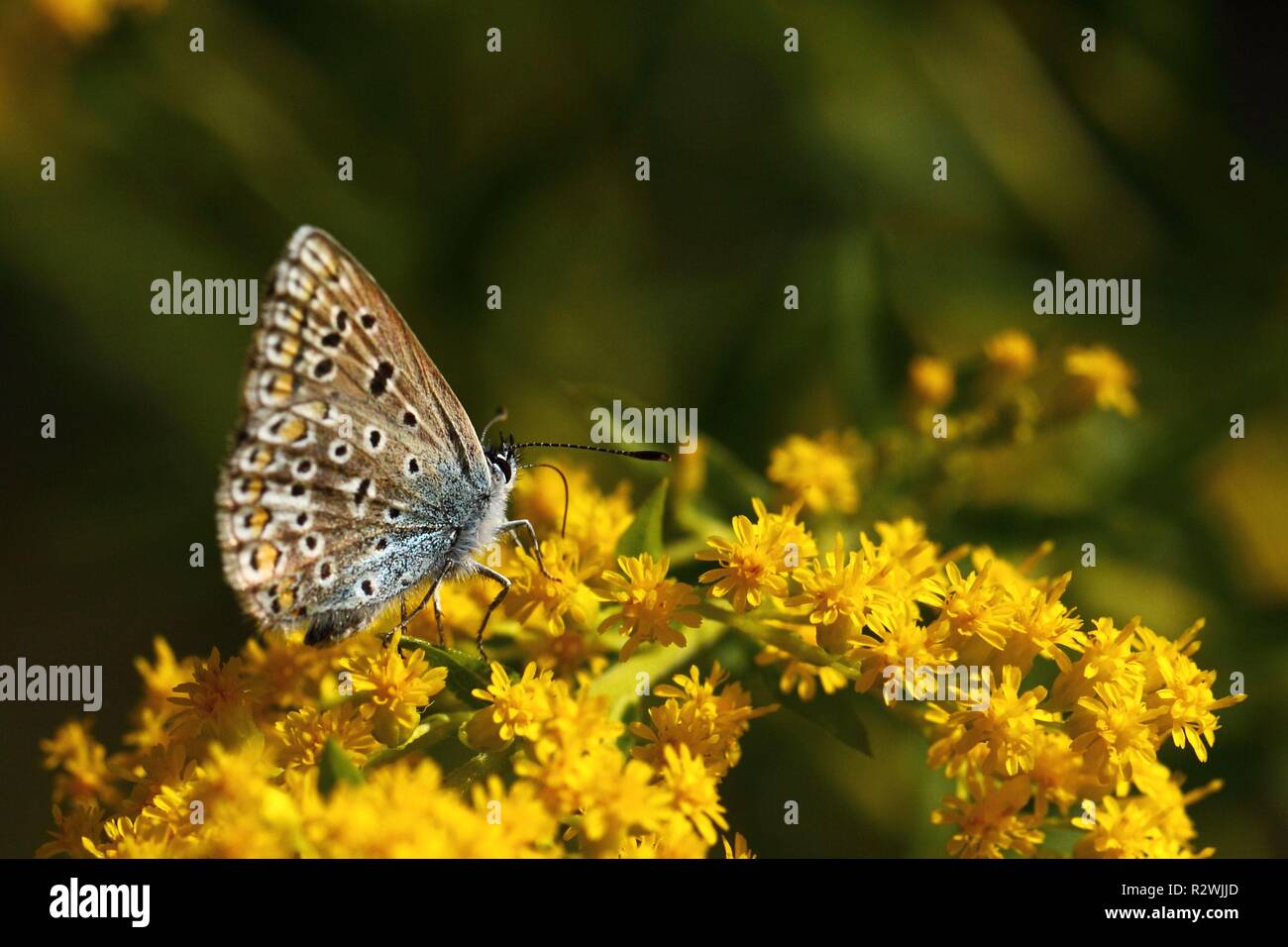 dark brown bluebird,aricia agestis Stock Photo - Alamy