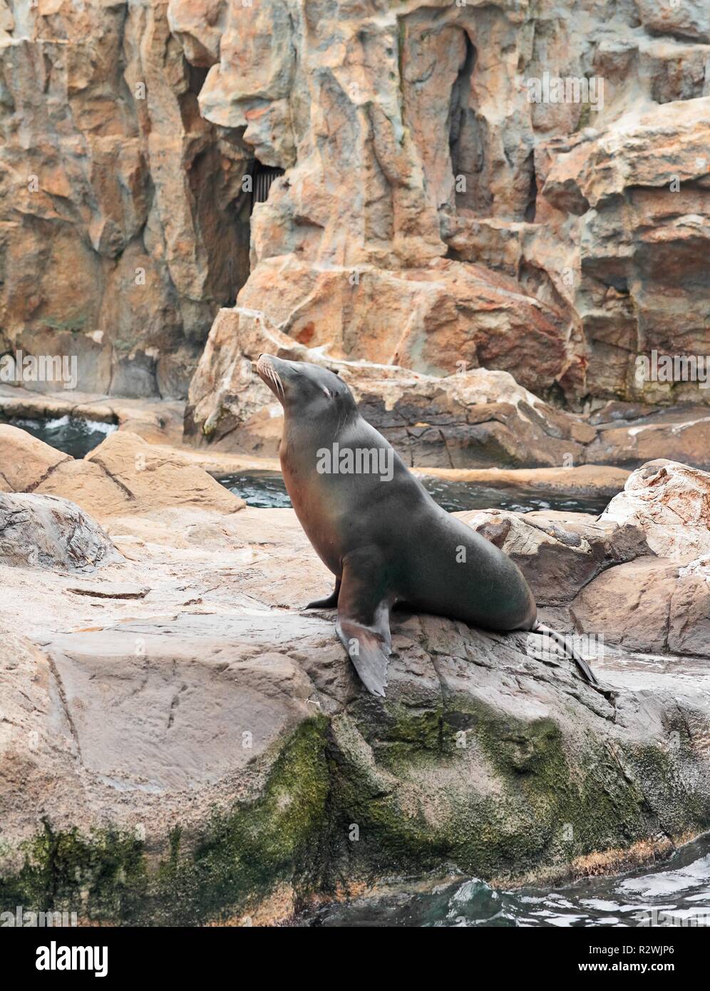 Navy seal dog hi-res stock photography and images - Alamy
