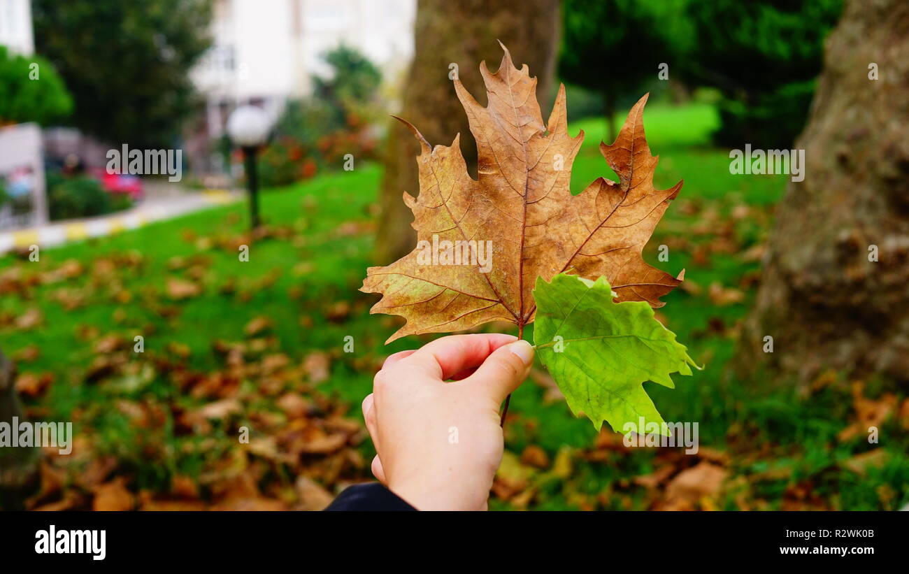 Womans hands autumn leaves hi-res stock photography and images - Alamy