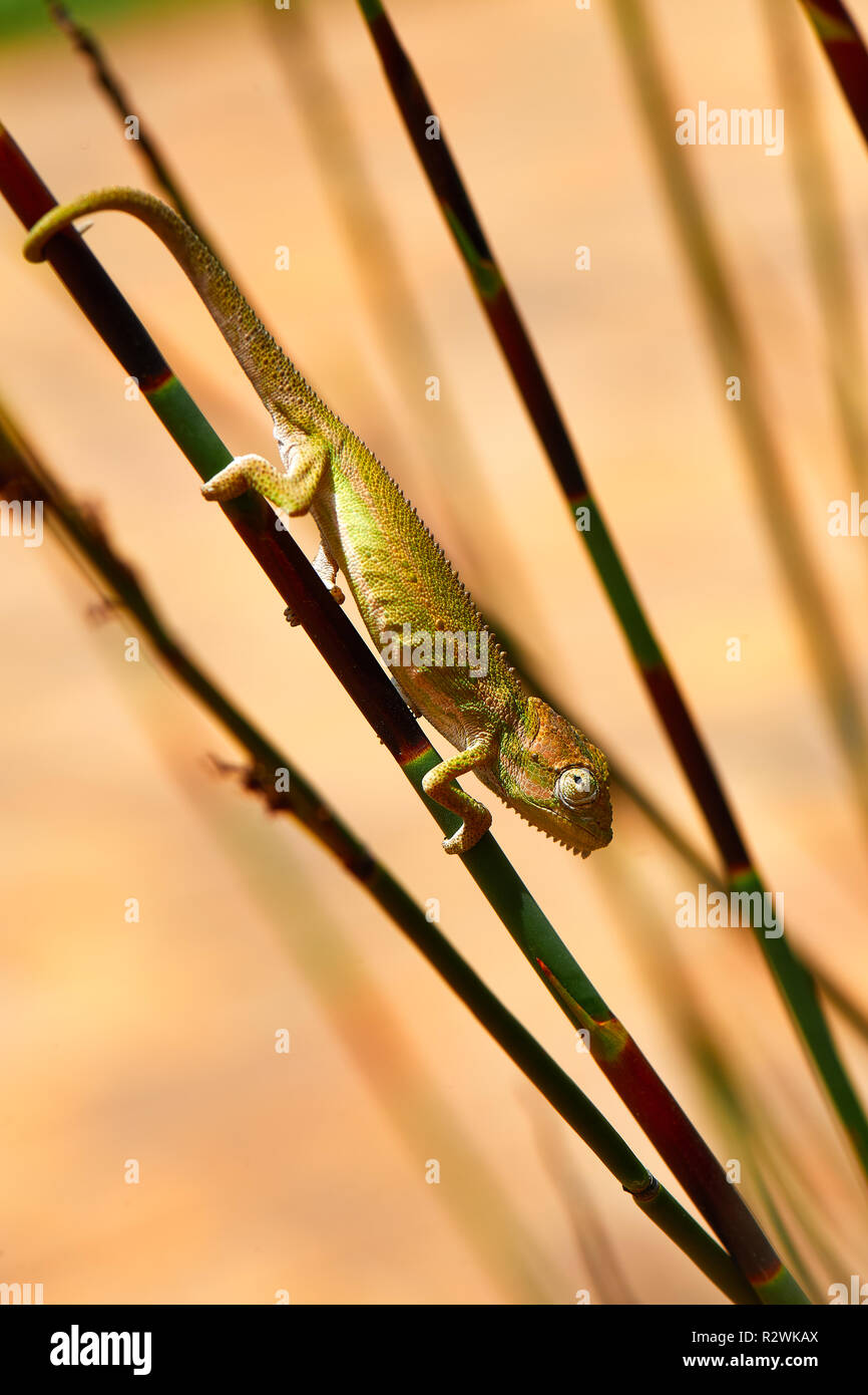 Cape Dwarf Chameleon High Resolution Stock Photography and Images - Alamy