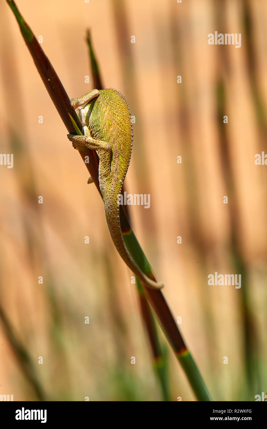 Cape Dwarf Chameleon in Lavender Stock Photo - Alamy
