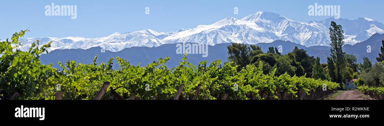 Mendoza Vineyard and Andes Mountains Stock Photo - Alamy