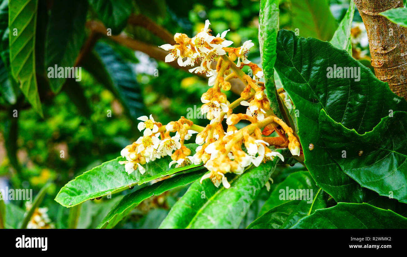 Flowers turning brown hi-res stock photography and images - Alamy
