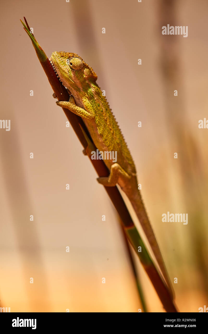 Cape Dwarf Chameleon in Lavender Stock Photo - Alamy