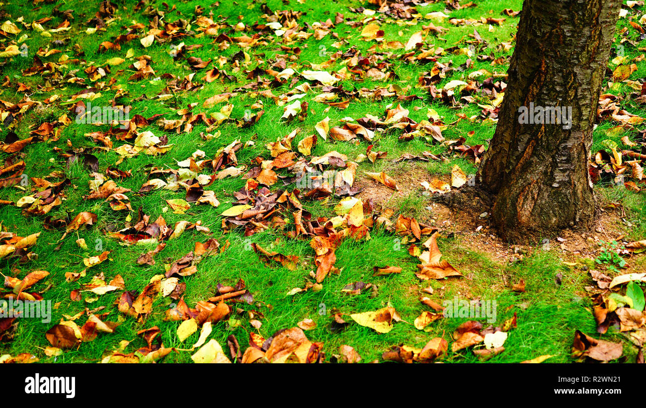 Autumn leaves on the ground Stock Photo - Alamy