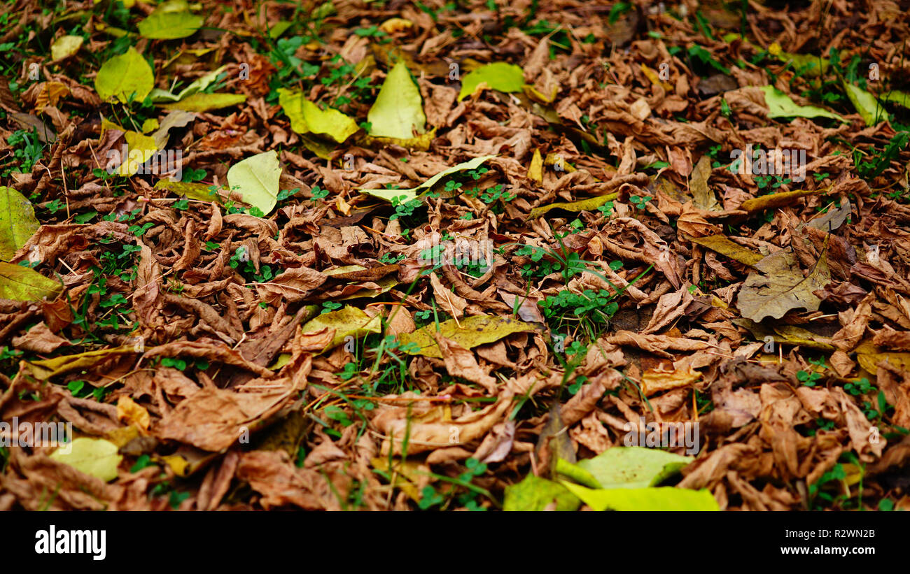 Autumn leaves on the ground Stock Photo - Alamy