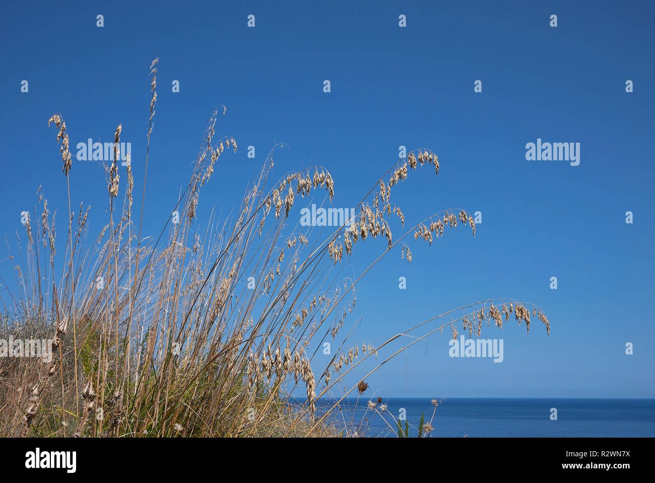 Mauritanicus hi-res stock photography and images - Alamy