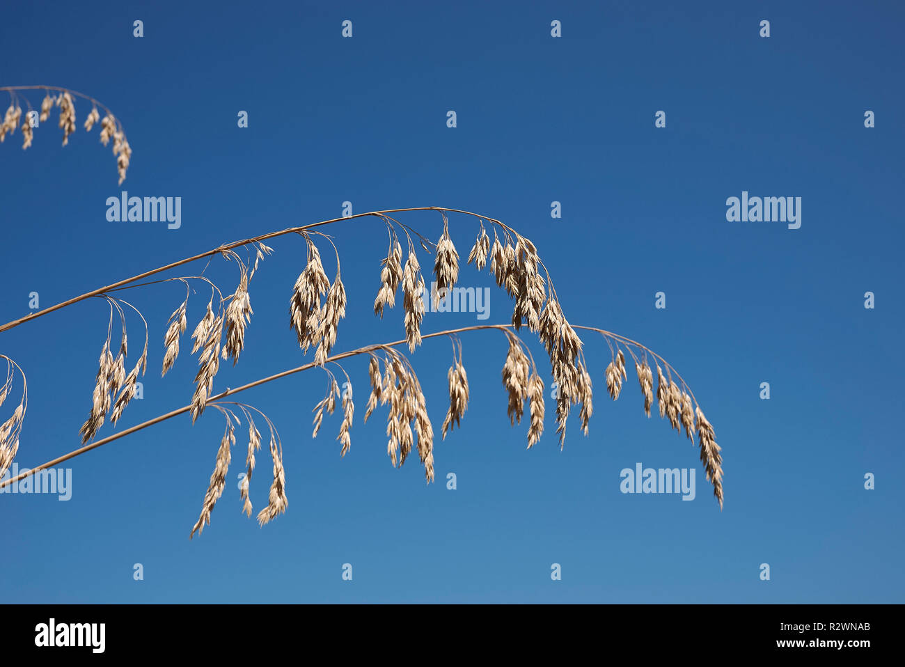 Mauritanicus hi-res stock photography and images - Alamy