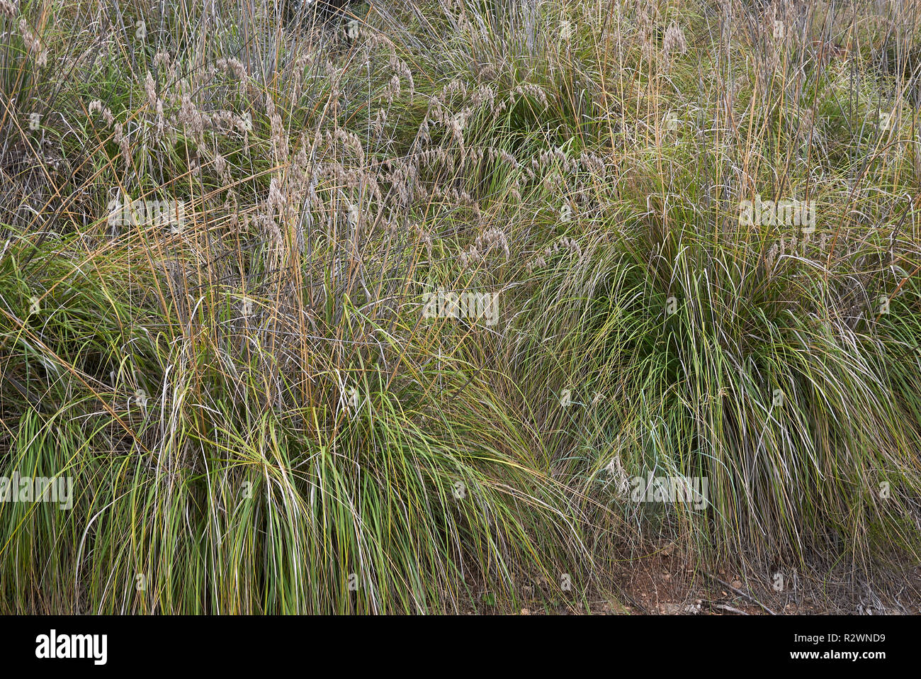 Mauritanicus hi-res stock photography and images - Alamy