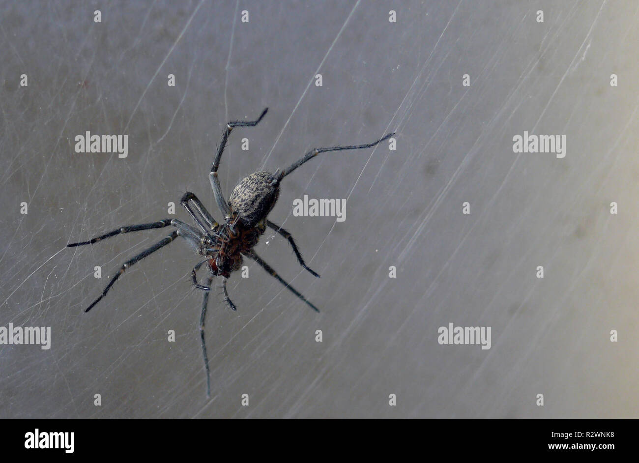 Radnetz spinne hi-res stock photography and images - Alamy