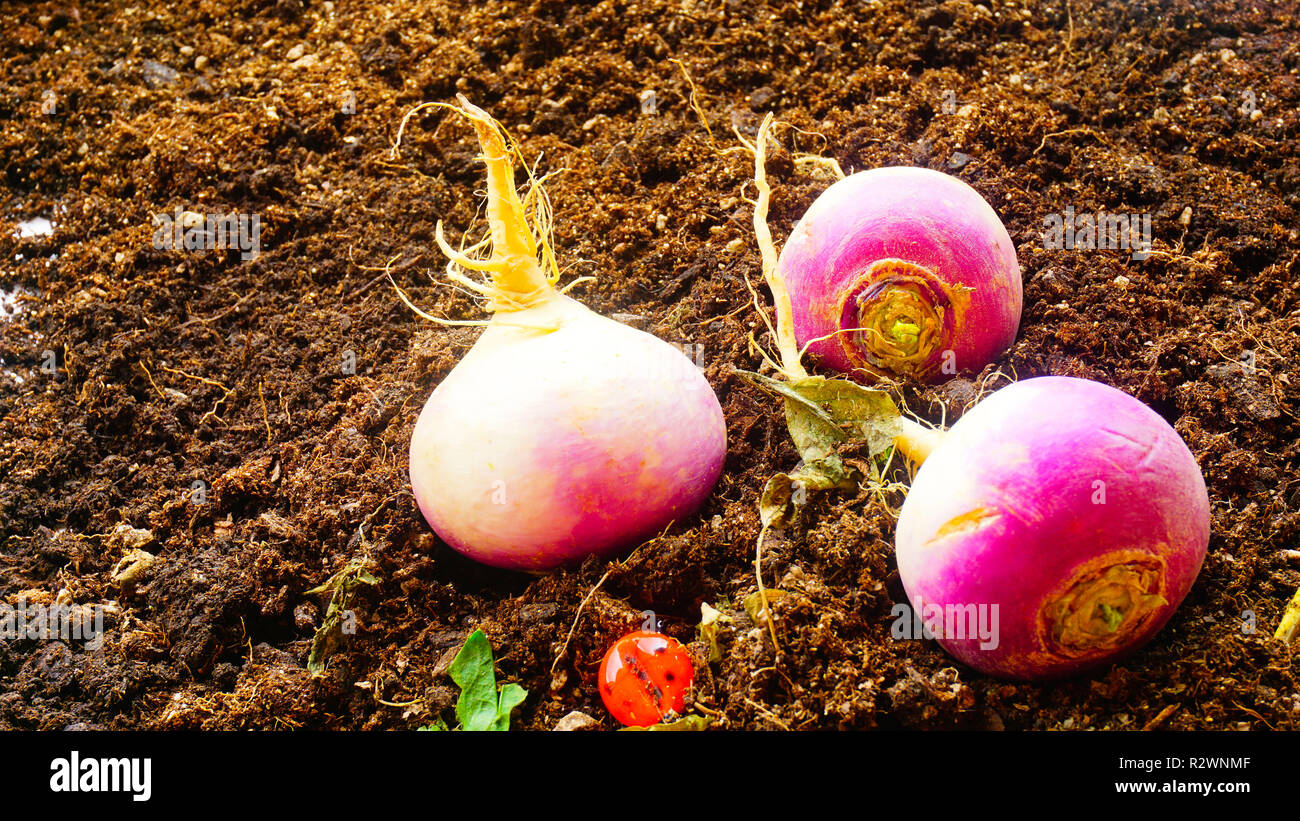 Field with turnips hi-res stock photography and images - Alamy