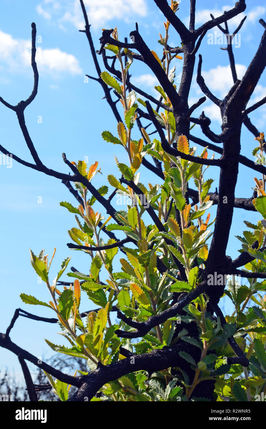 New growth on a burnt and blackened Banksia serrata tree following a ...