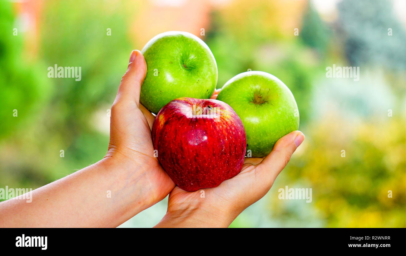 Organic fresh colorful apples in the hands Stock Photo - Alamy