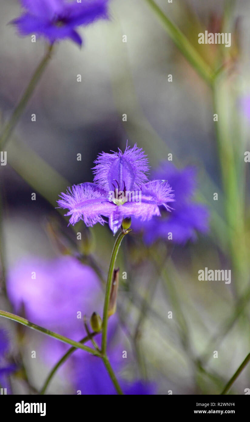 Australian Fringed Flower High Resolution Stock Photography and Images ...