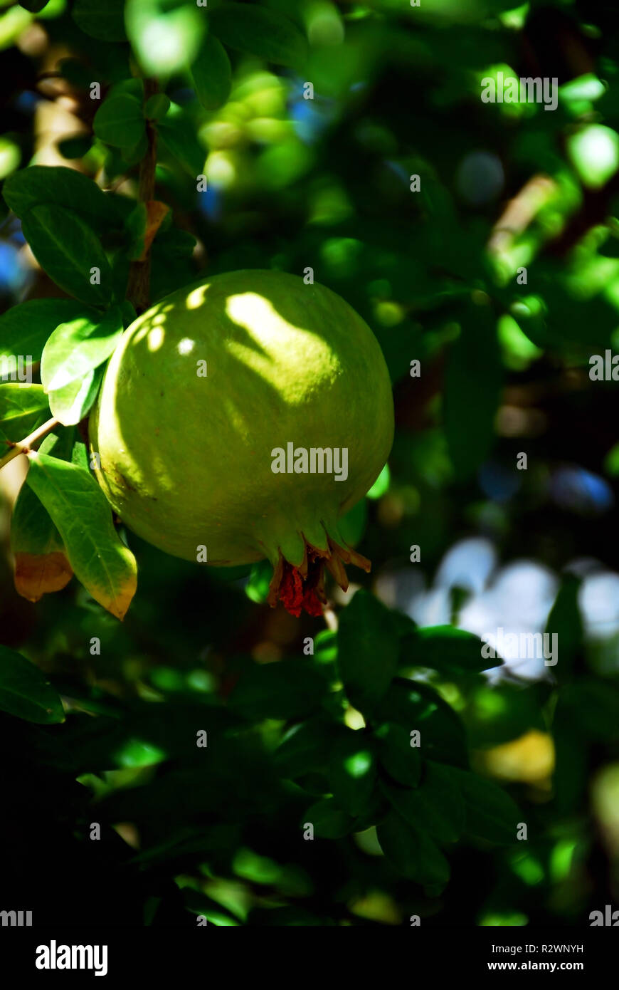 Mallorca pomegranate hi-res stock photography and images - Alamy