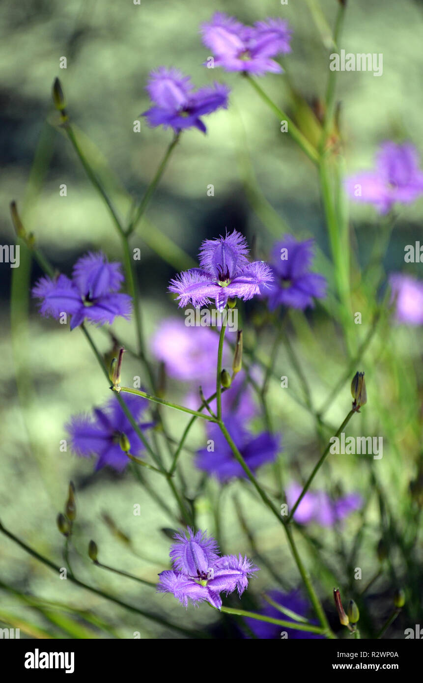 Australian native Common Fringe lilies, Thysanotus tuberosus, blooming ...