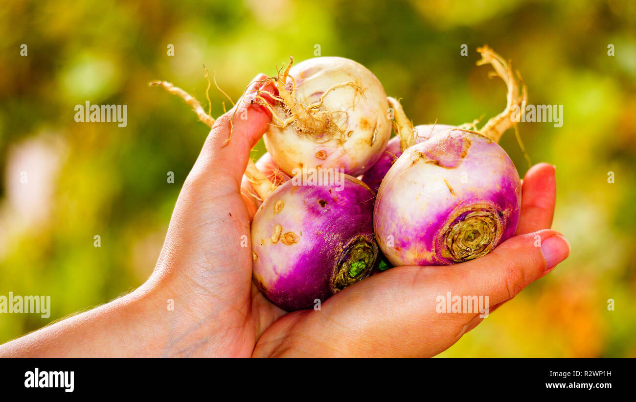 Organic fresh turnips in the hands Stock Photo - Alamy