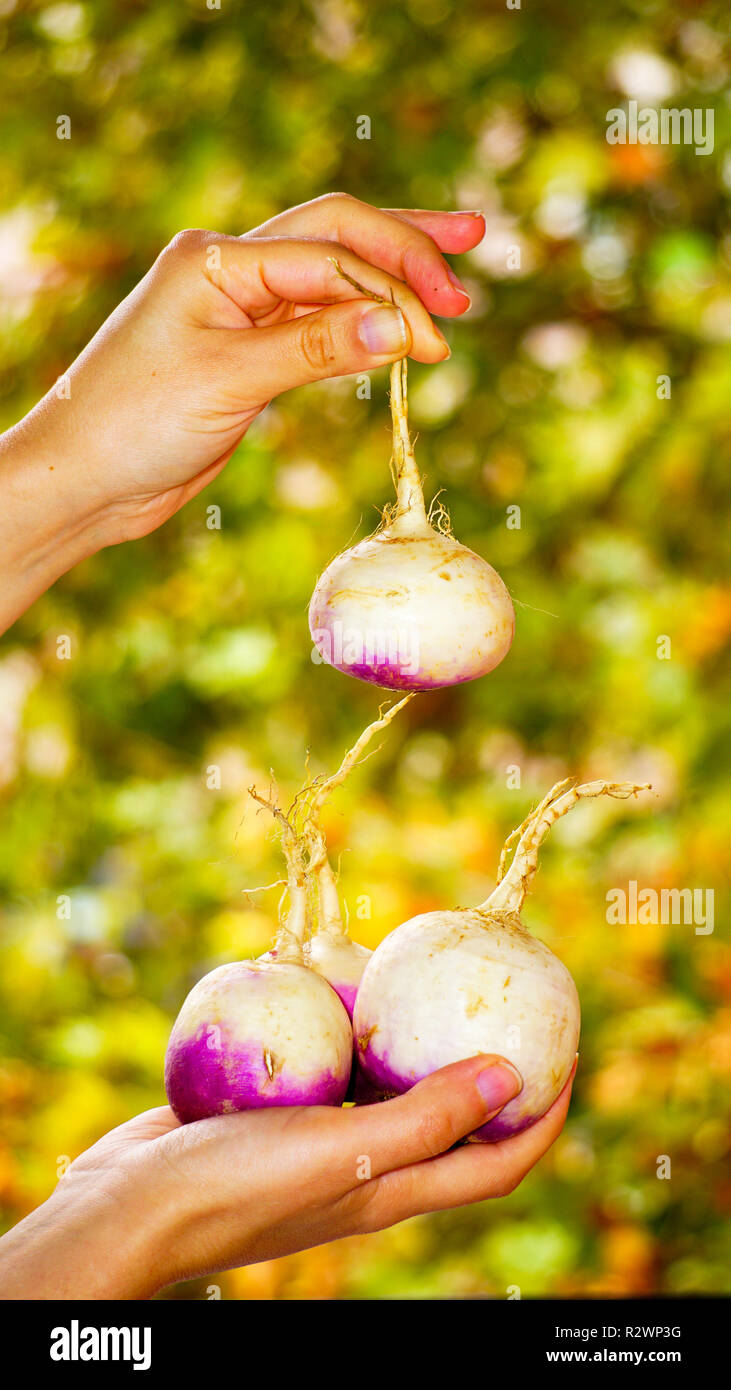 Organic fresh turnips in the hands Stock Photo - Alamy