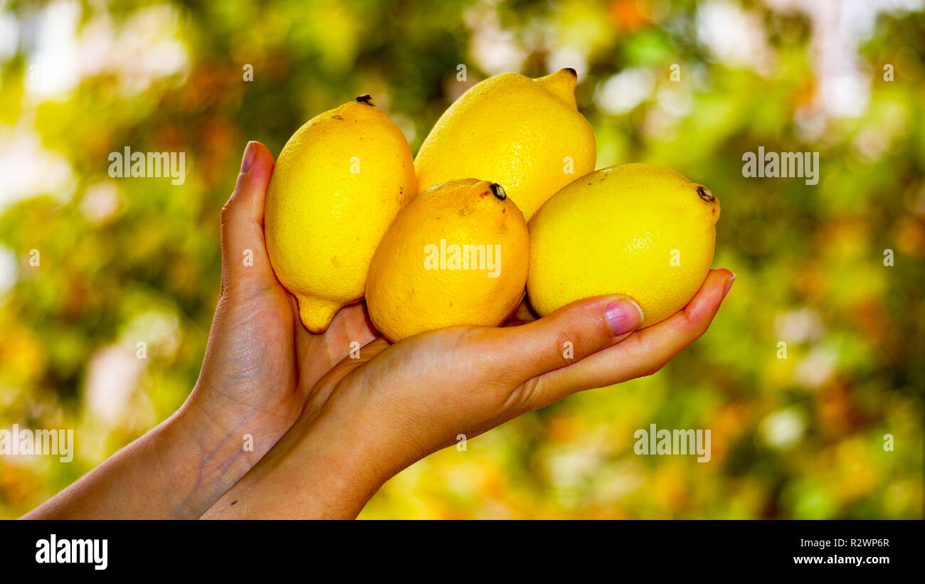 Farmer picking lemons hi-res stock photography and images - Alamy