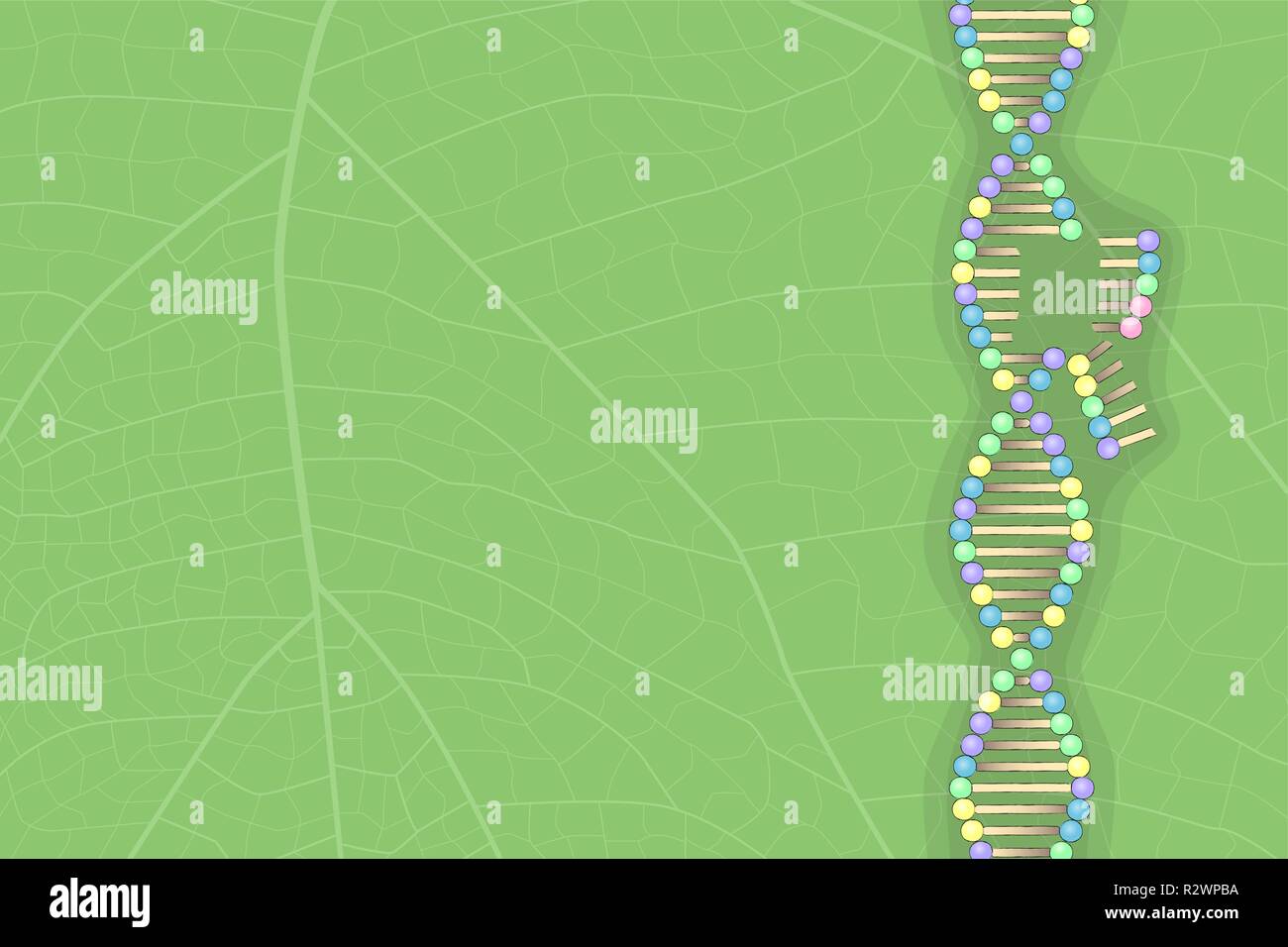 DNA molecule on leaf, vector illustration Stock Vector Image & Art - Alamy
