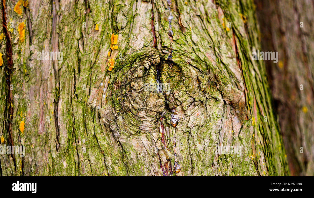 Ecological forest hi-res stock photography and images - Alamy