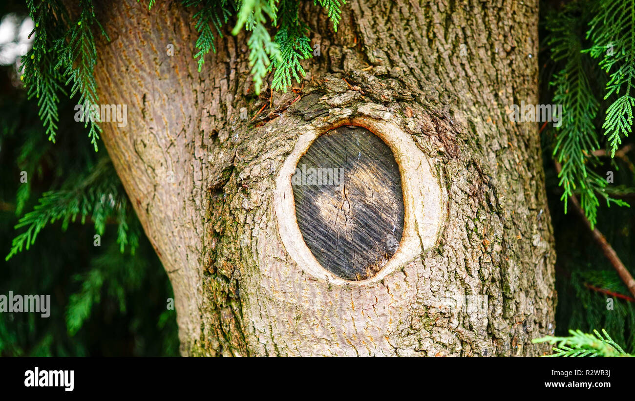 Ecological forest hi-res stock photography and images - Alamy