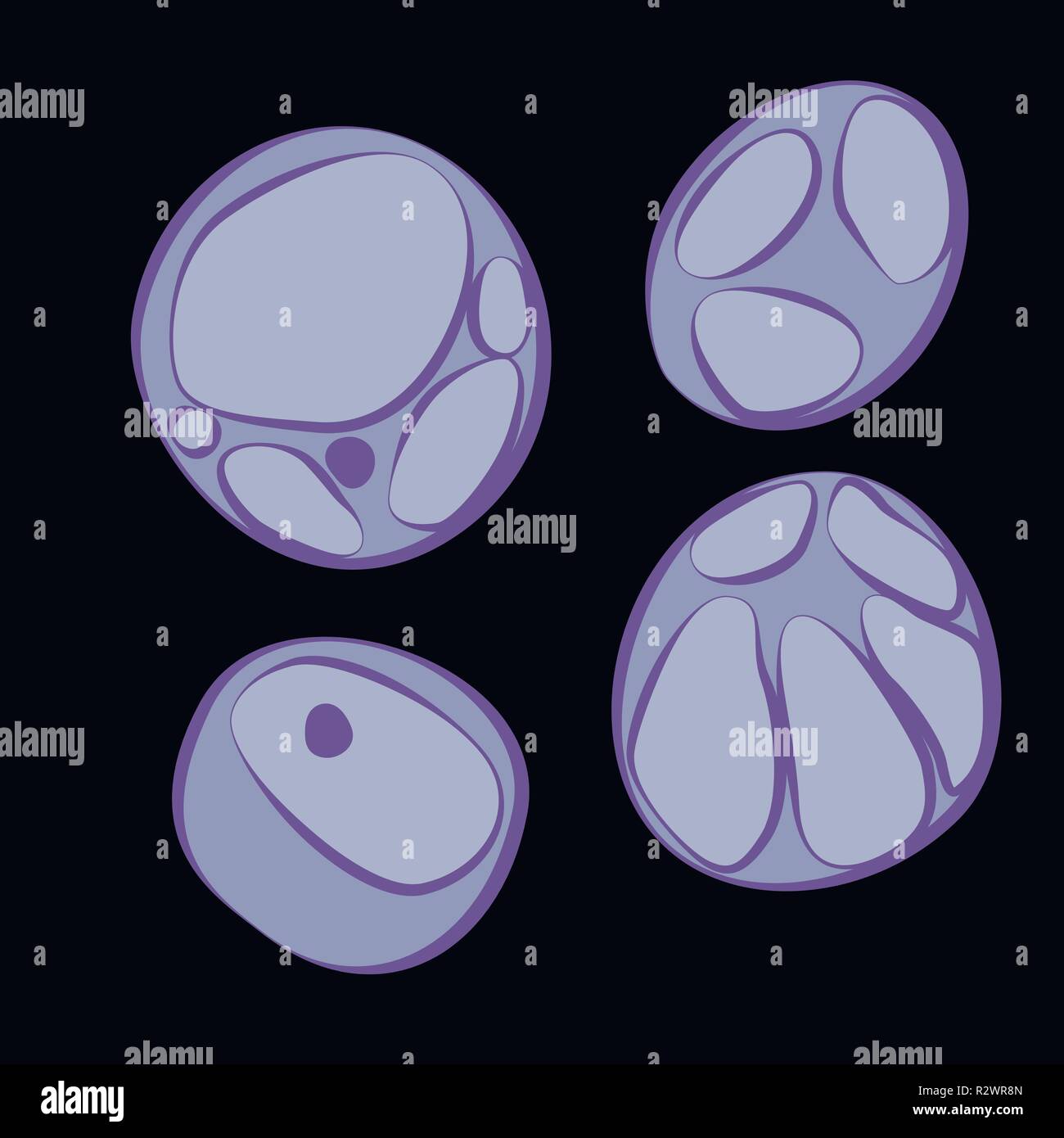 Group of Planctomycetes on black background, vector illustration Stock ...