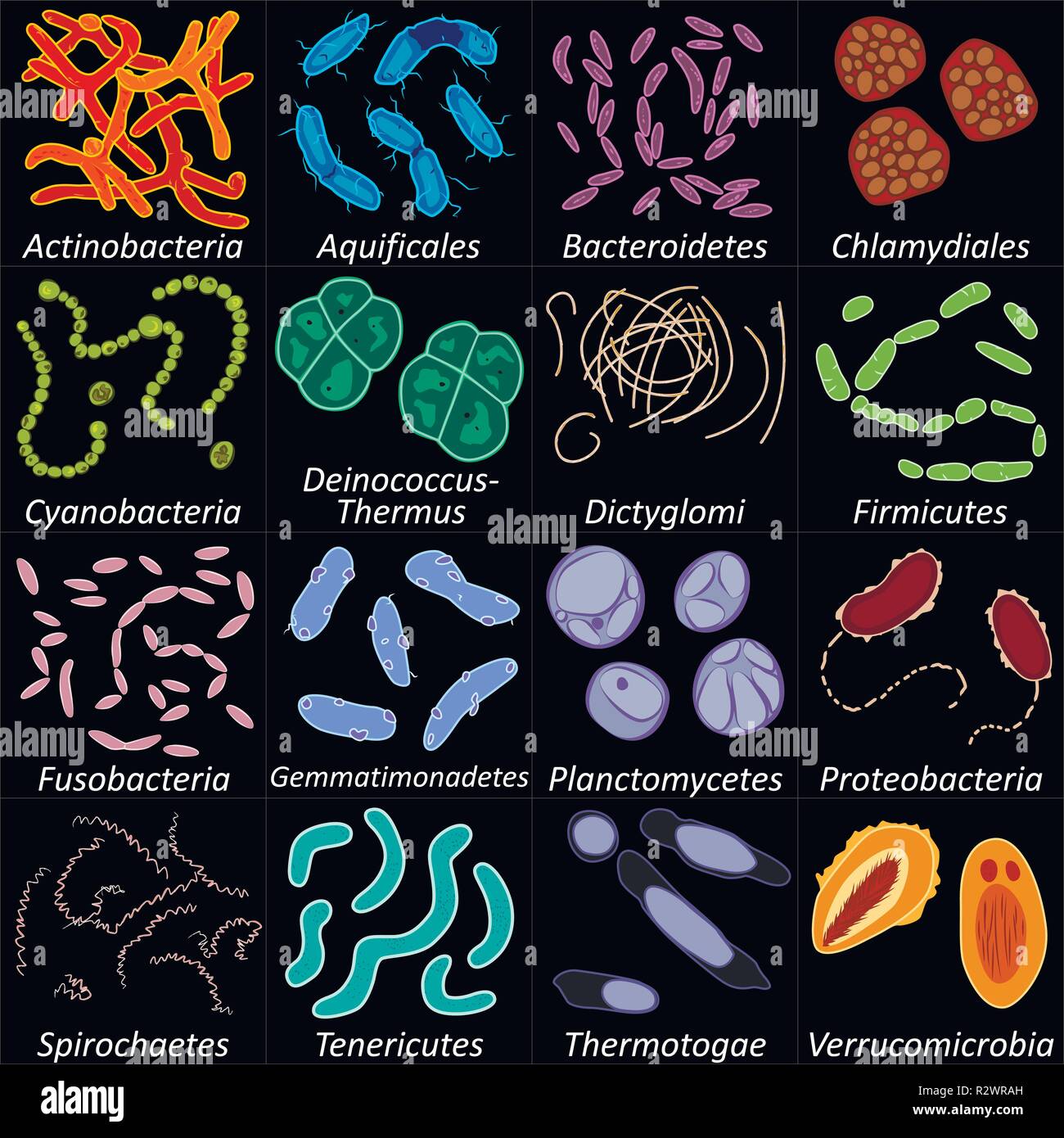 Set of different types of bacterias on black background, vector ...