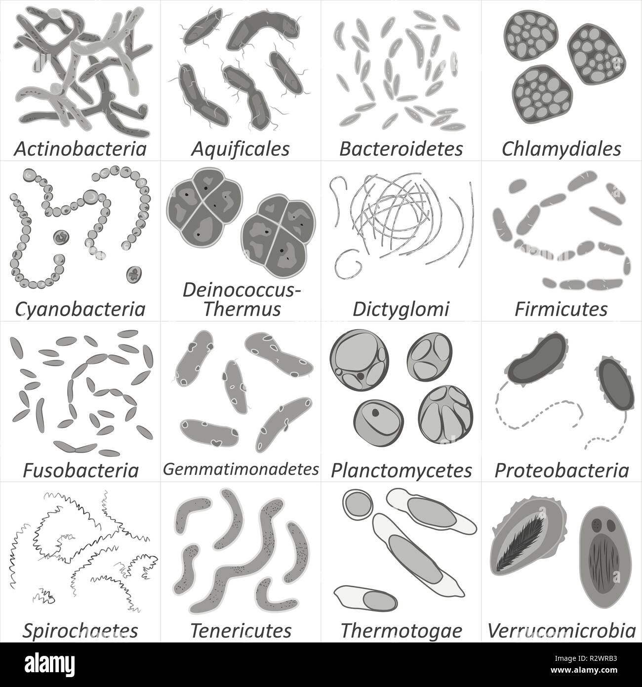 Prokaryote and microscope Stock Vector Images - Alamy