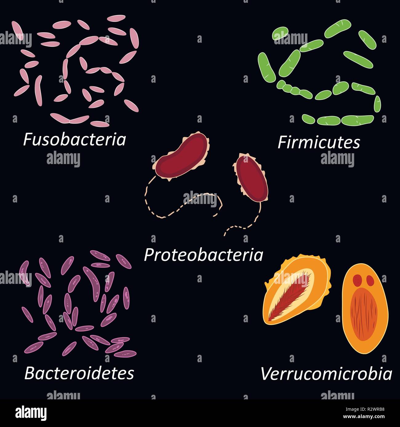 Set of different types of bacterias of human microbiome on black ...