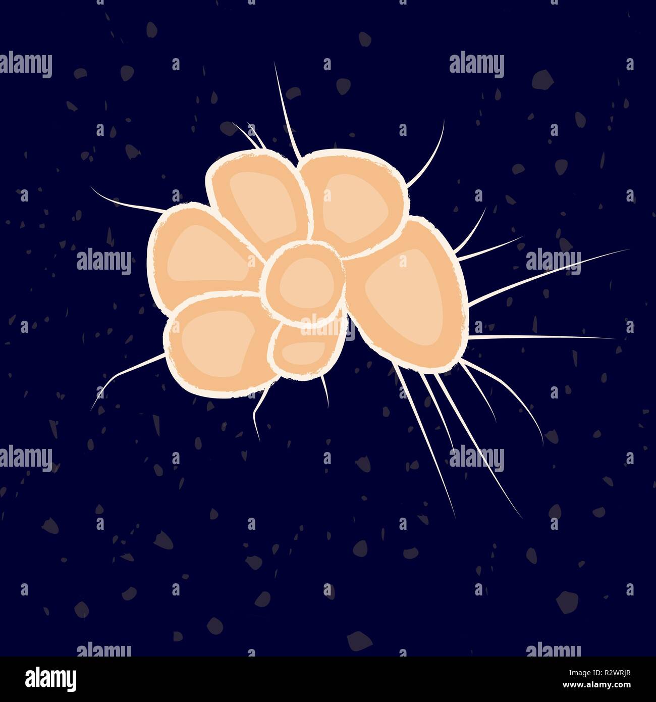 Vector illustration of single-celled eukaryote Xenophyophorea, Protozoa ...