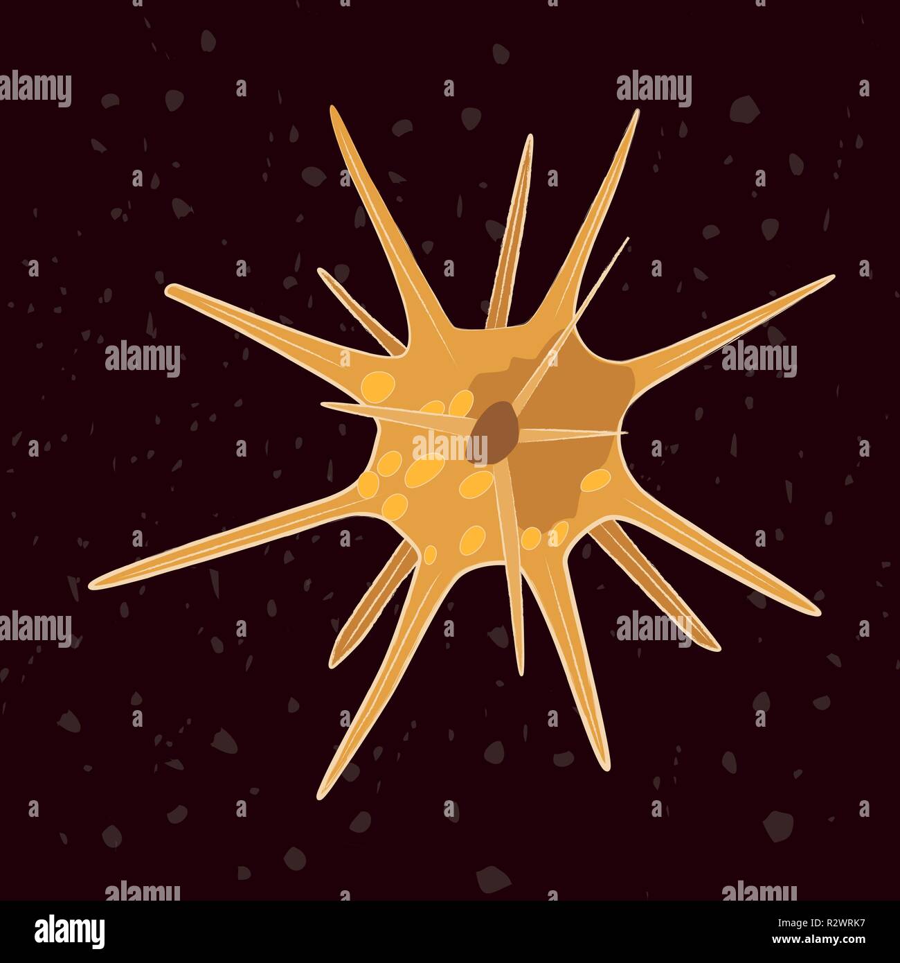 Vector illustration of single-celled eukaryote Acantharia, Protozoa ...