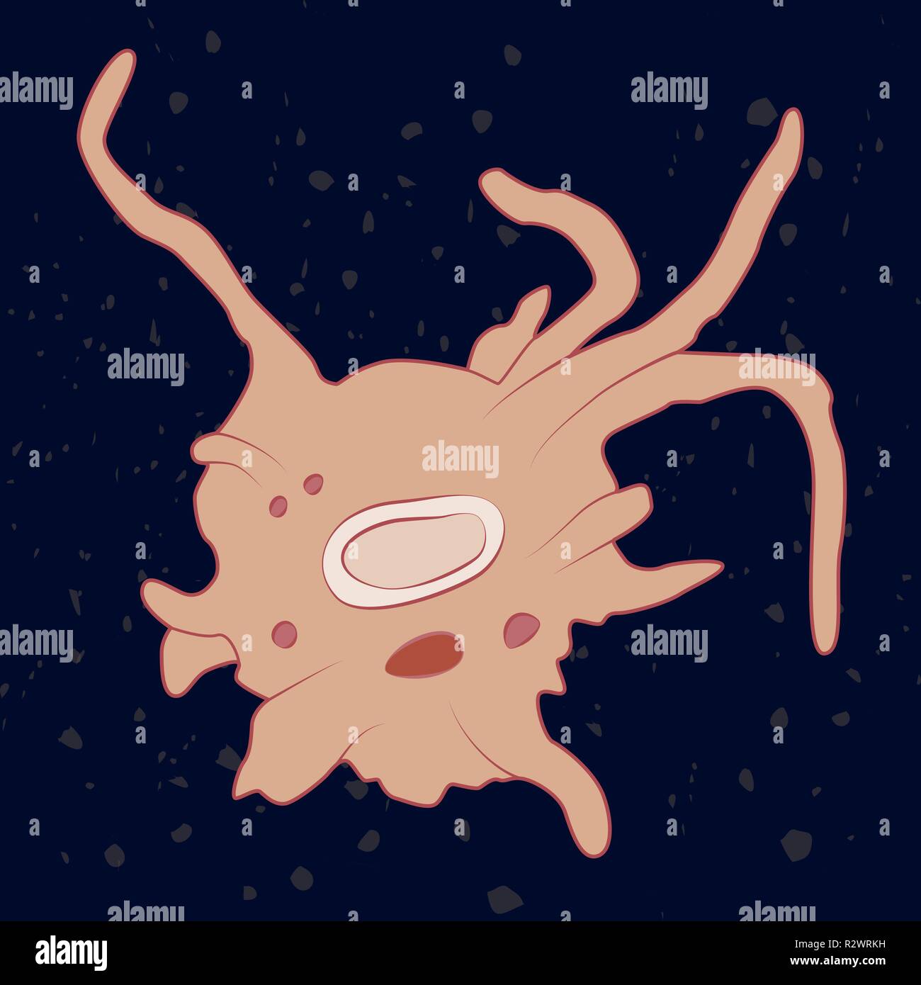 Vector illustration of single-celled eukaryote Lobosa, Protozoa Stock ...