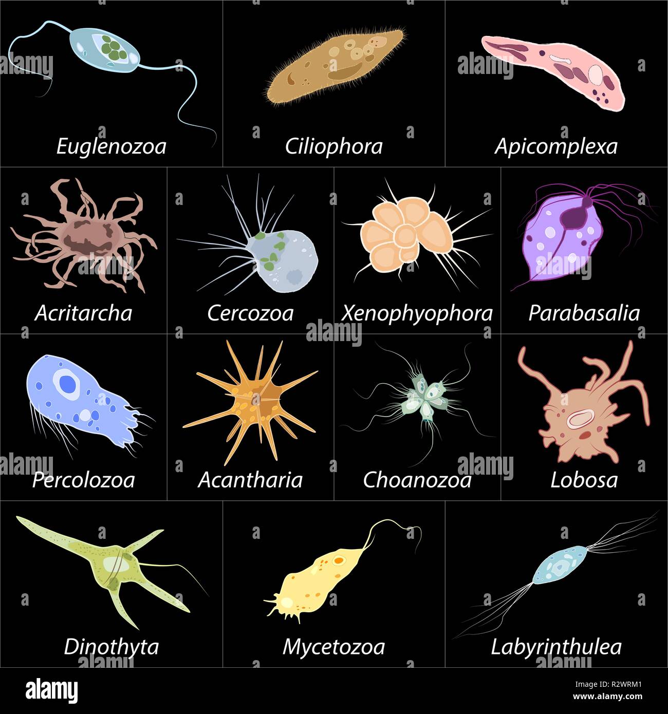 Set of different single-celled eukaryote Protozoas, Vector illustration ...