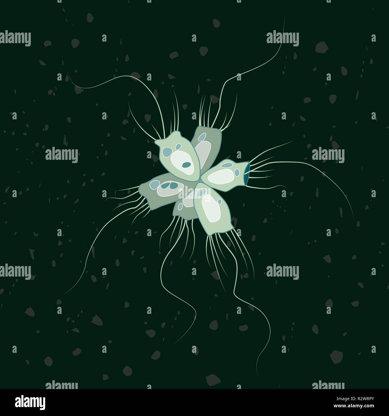Vector illustration of single-celled eukaryote Choanozoa, Protozoa ...